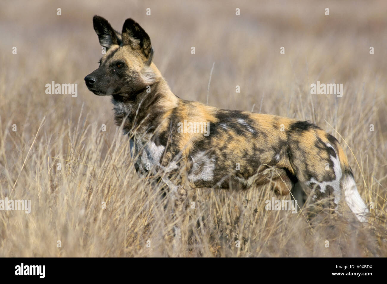 Wild dog painted hunting dog Lycaon pictus South Africa Africa Stock ...