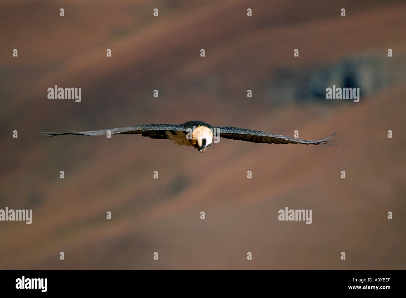 Bearded giant hi-res stock photography and images - Alamy