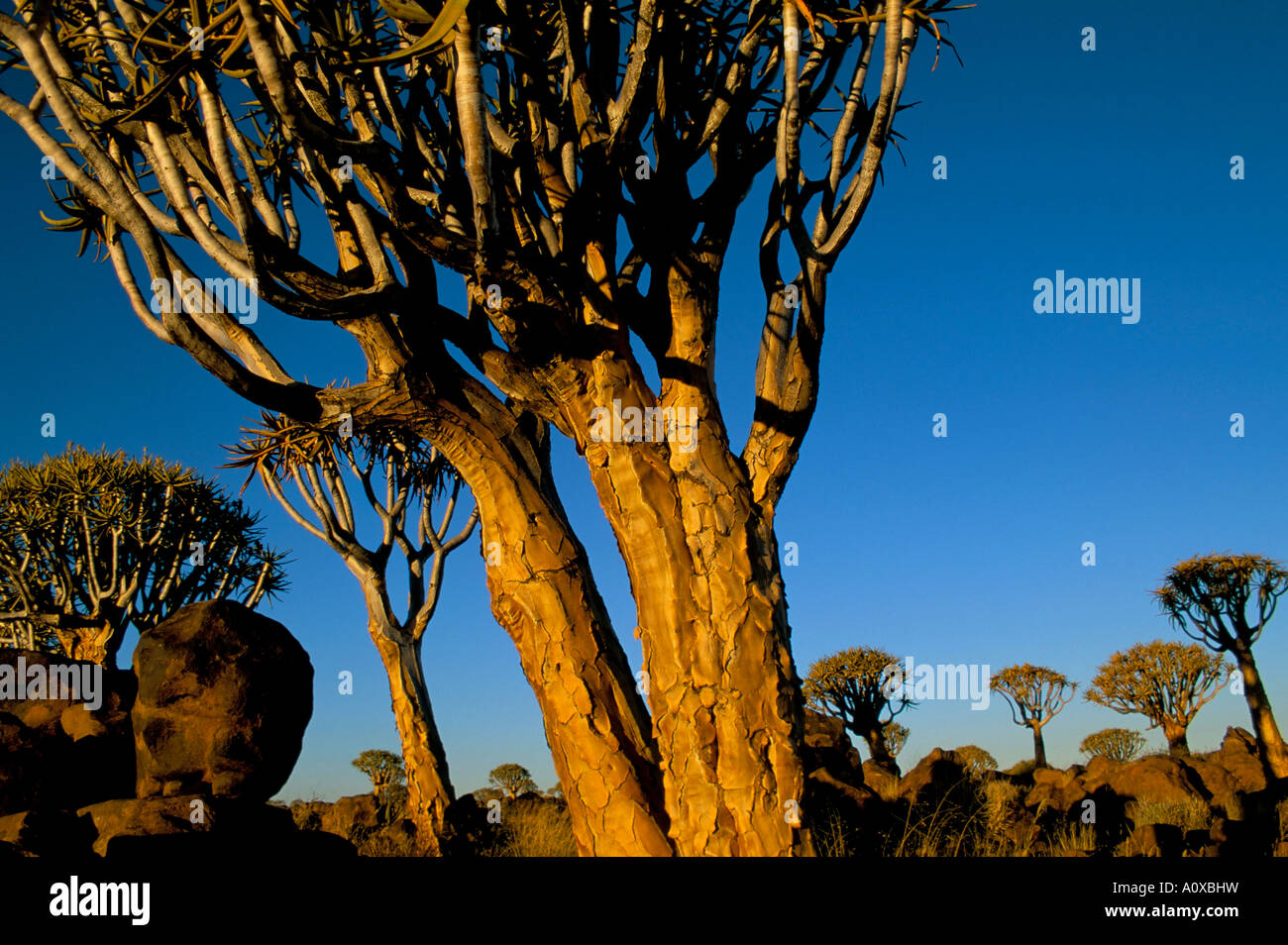 Close up of a quiver tree Aloe dichotoma Quiver Tree Forest ...