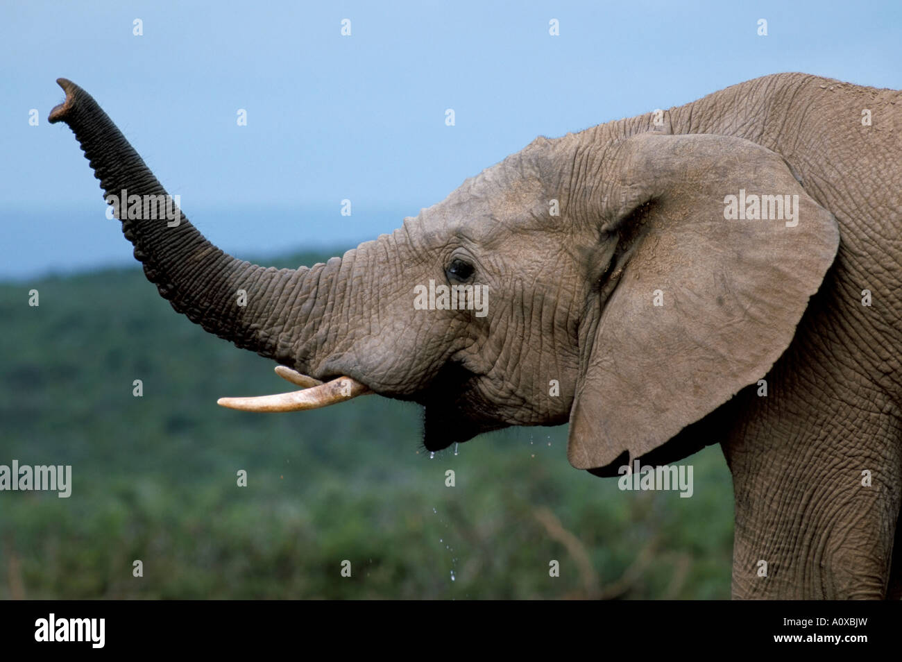 African elephant Loxodonta africana scenting danger Addo National Park ...