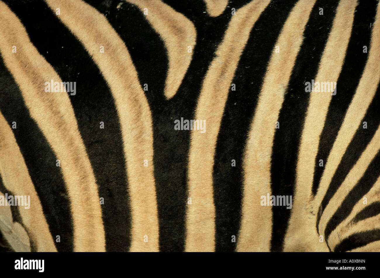 Close up of zebra skin South Africa Africa Stock Photo - Alamy