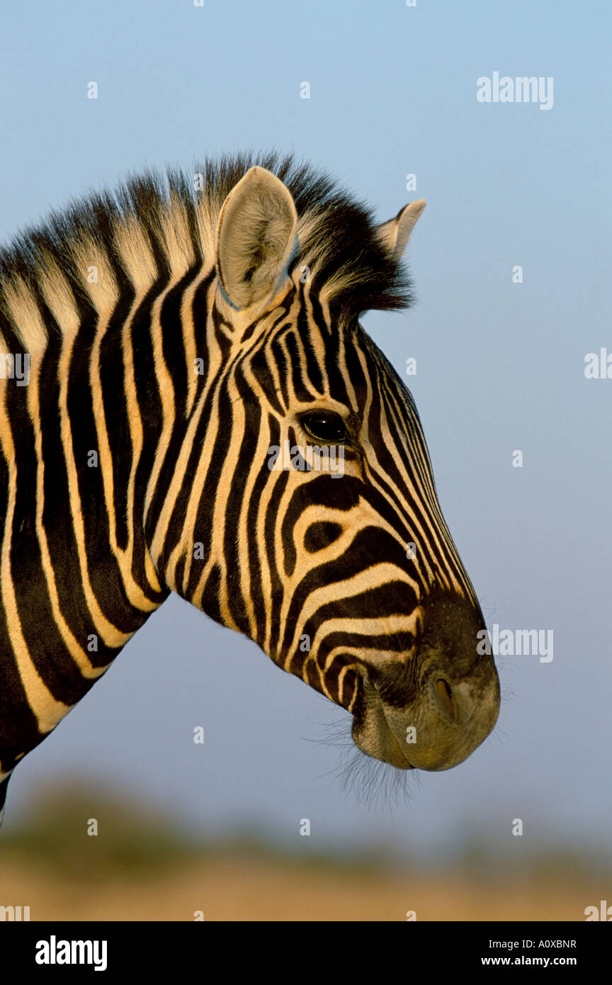 Head of a zebra South Africa Africa Stock Photo - Alamy