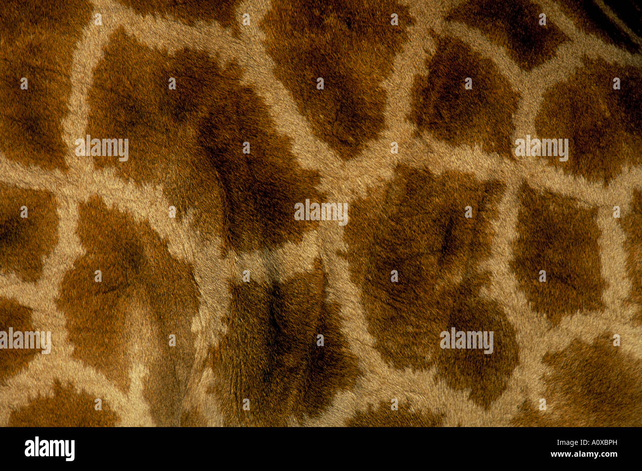 Coat Pattern High Resolution Stock Photography and Images - Alamy