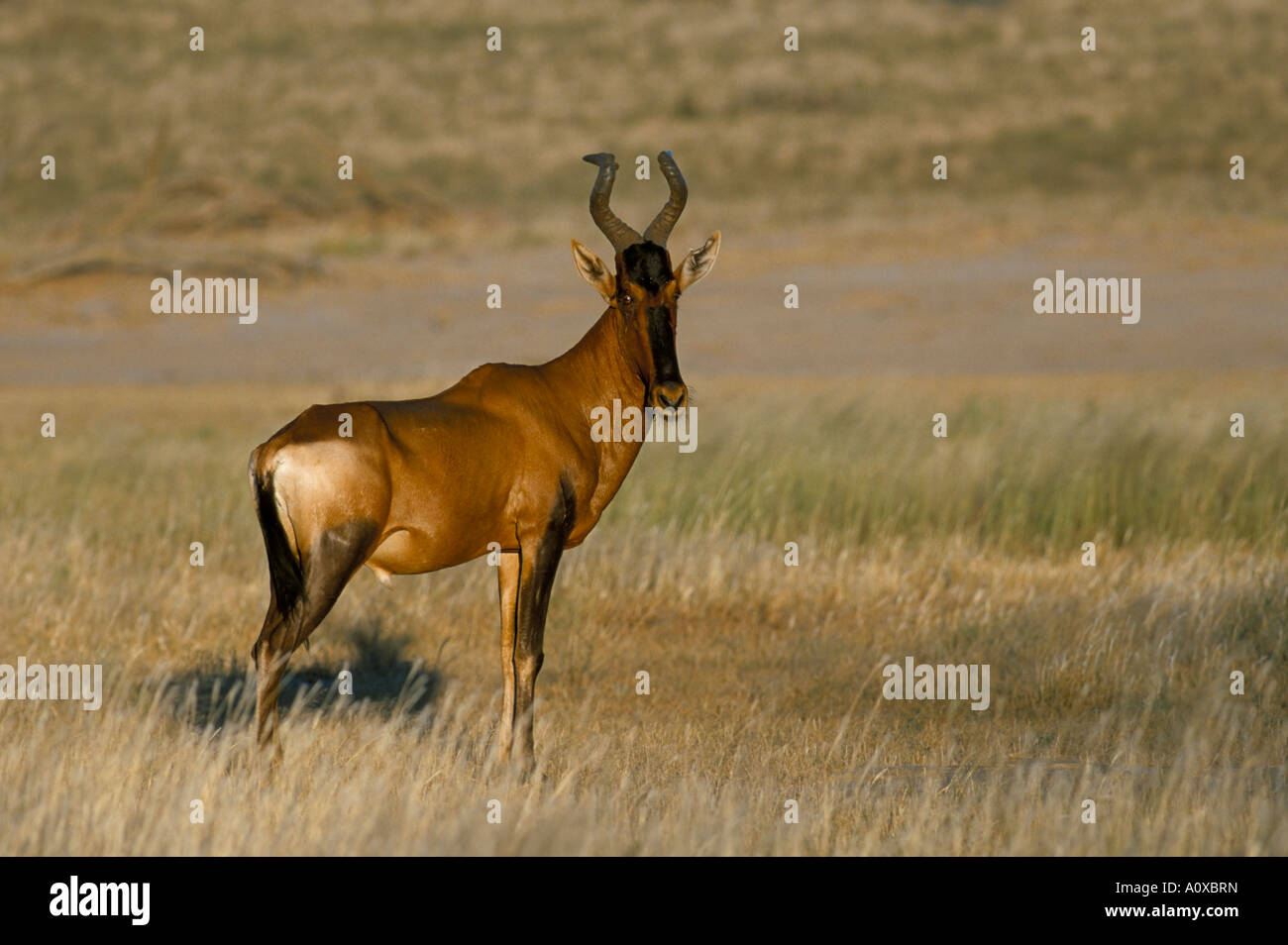 Red hartebeest Alcelaphus buselaphus Kalahari Gemsbok Park South Africa ...