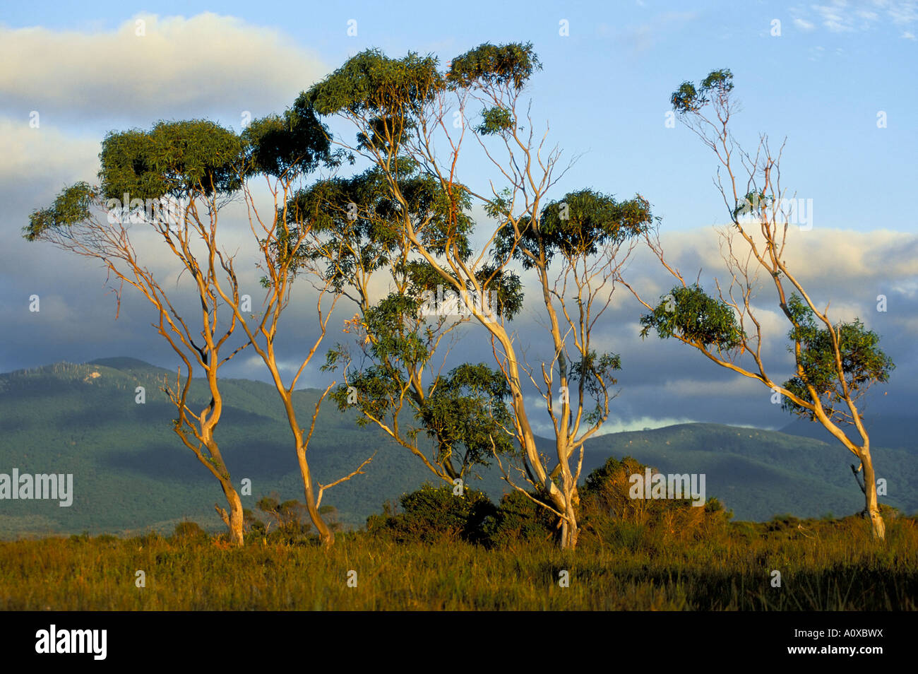 Eucalyptus trees in evening light Wilson s Promontory National Park ...