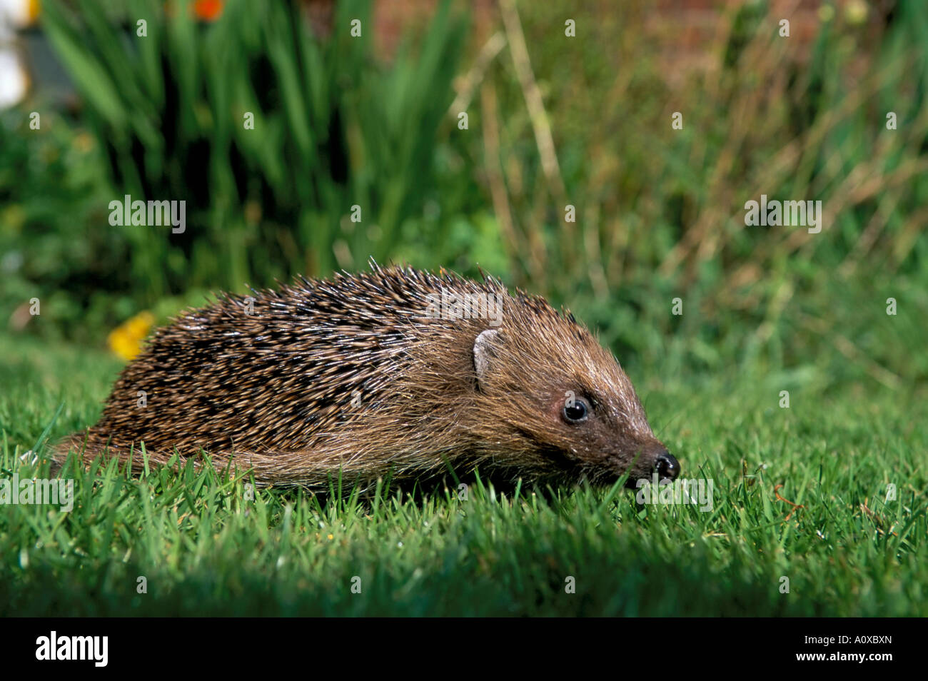 Hedgehog Erinaceus europaeus in suburban garden United Kingdom Europe ...