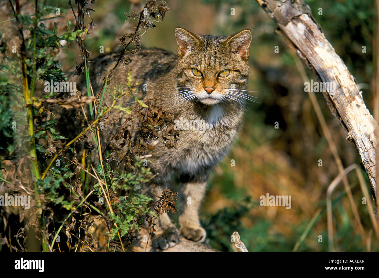 Captive wild cat felis sylvestris United Kingdom Europe Stock Photo - Alamy