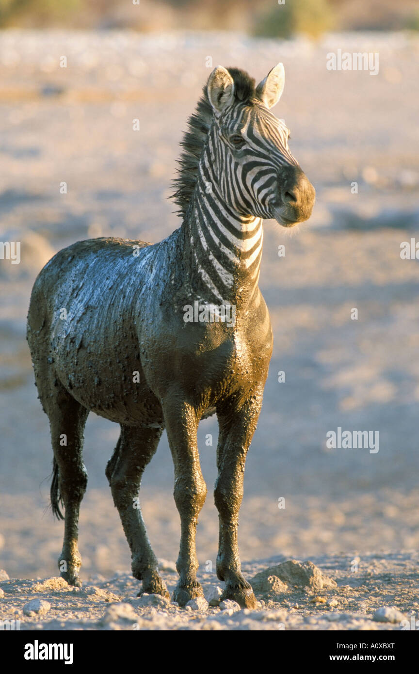 Burchell s zebra Equus burchelli covered in mud Etosha National Park ...