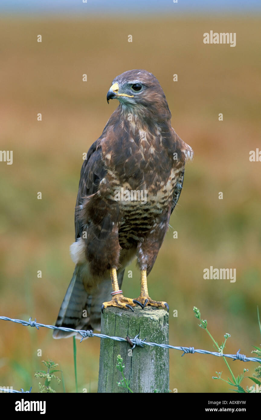 Captive buzzard Buteo buteo United Kingdom Europe Stock Photo - Alamy