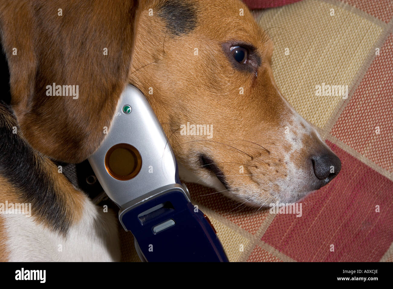 Beagle with mobile phone Stock Photo - Alamy