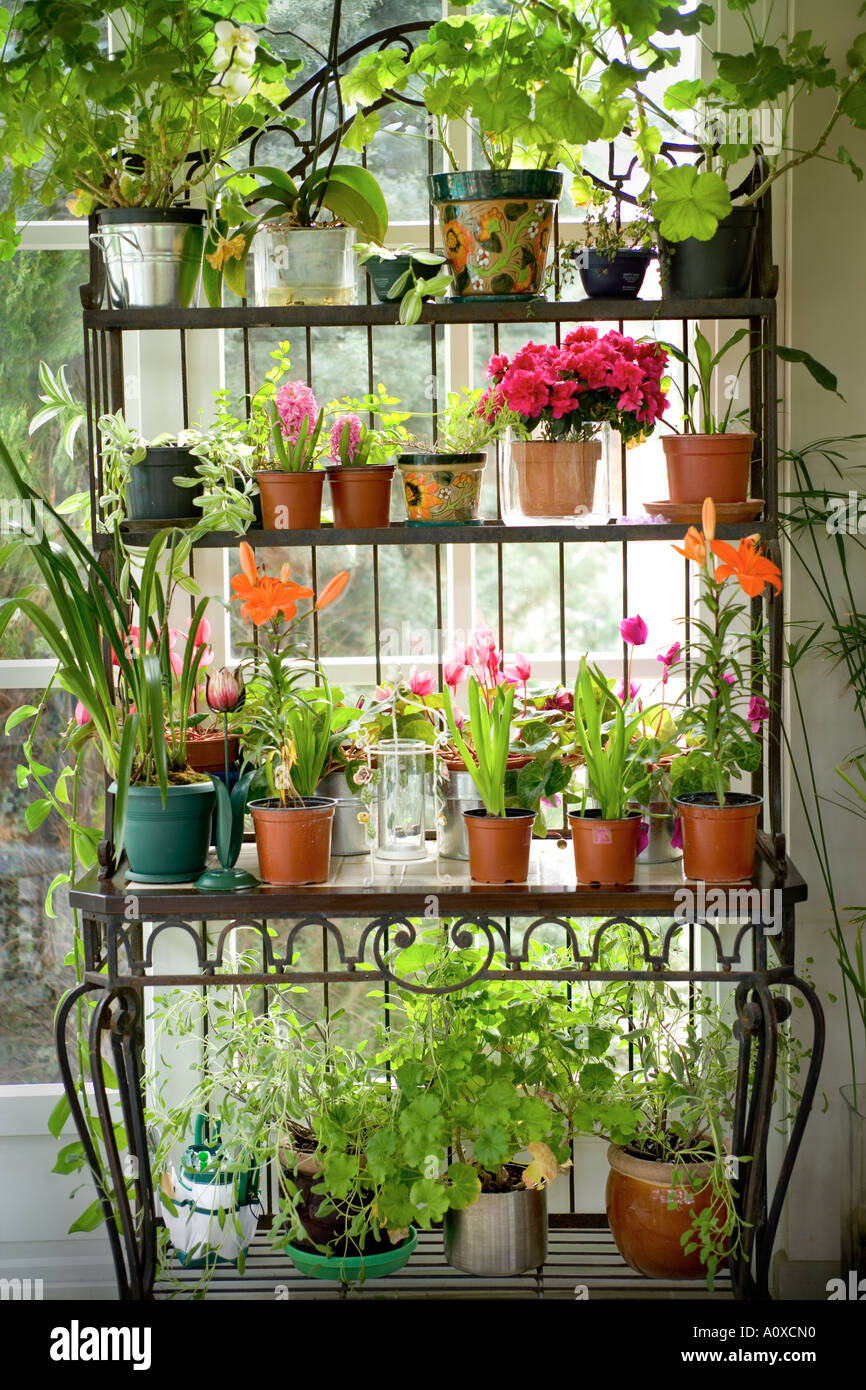 Plants and flowers on shelves Stock Photo - Alamy
