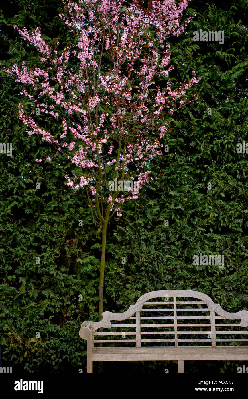 Garden bench and a tree with pink flowers Stock Photo - Alamy