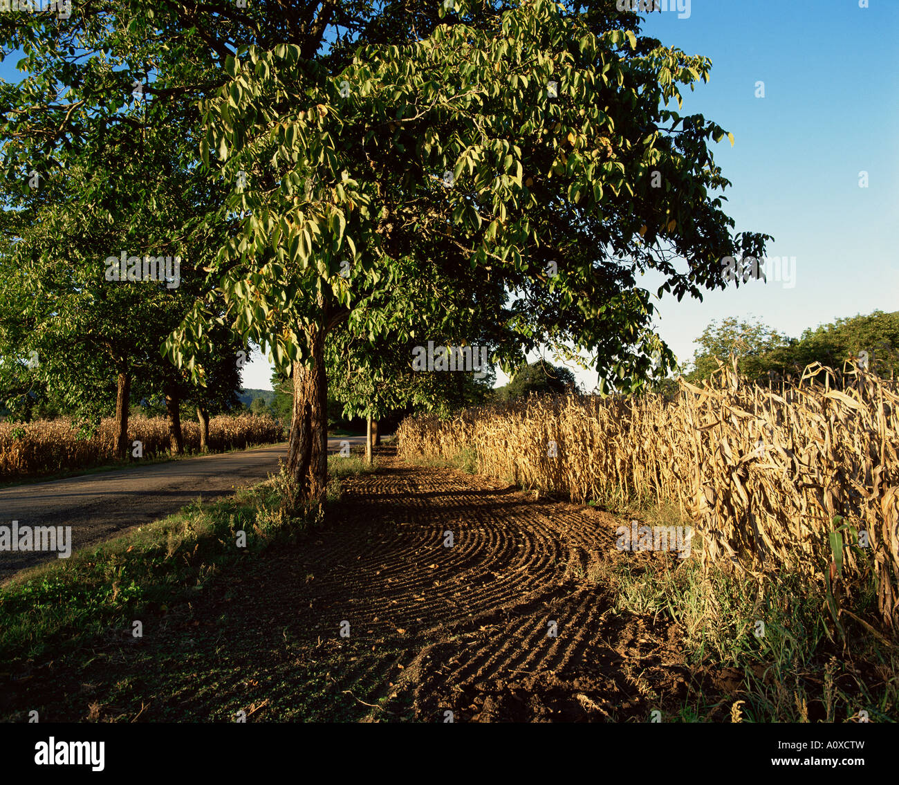 Walnut tree and corn Dordogne Aquitaine France Europe Stock Photo - Alamy