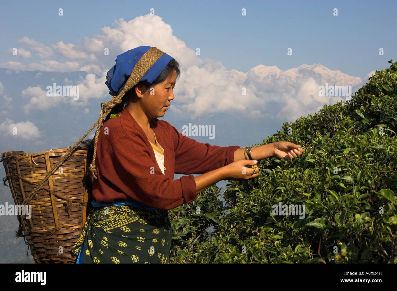 India West Bengal Himalaya range Darjeeling Singtom tea garden women ...