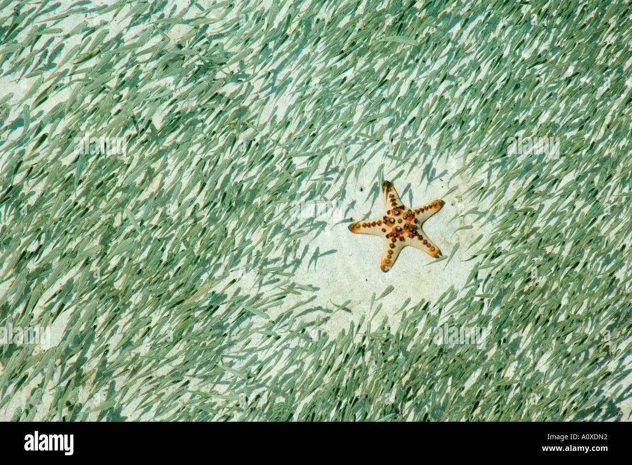 Knobly Sea Star (Protoreaster nodosus) and small fish, Sipadan Island ...