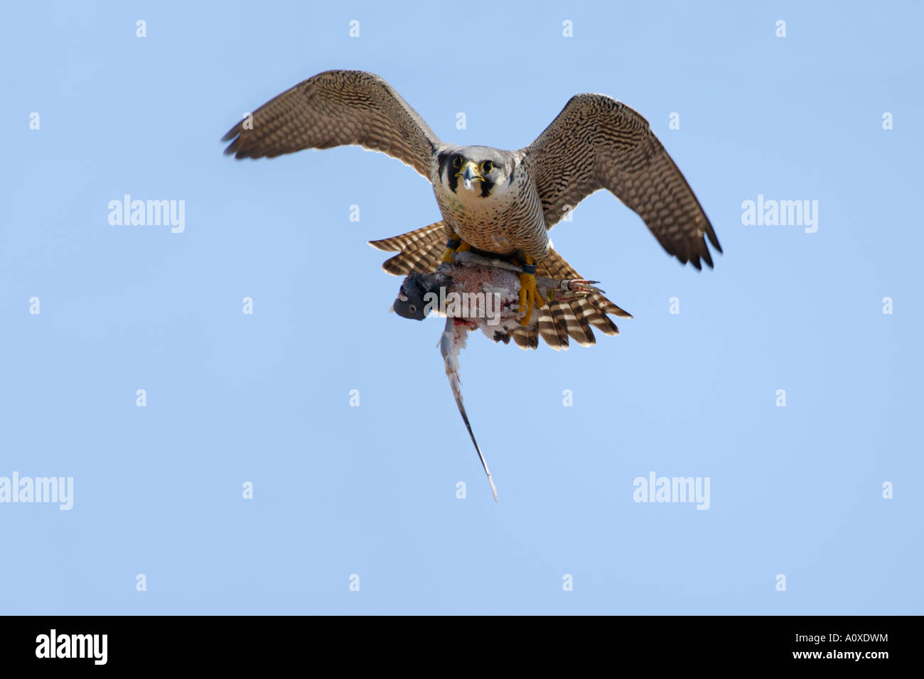 Peregrine falcon (Falco peregrinus) flying with prey Stock Photo - Alamy