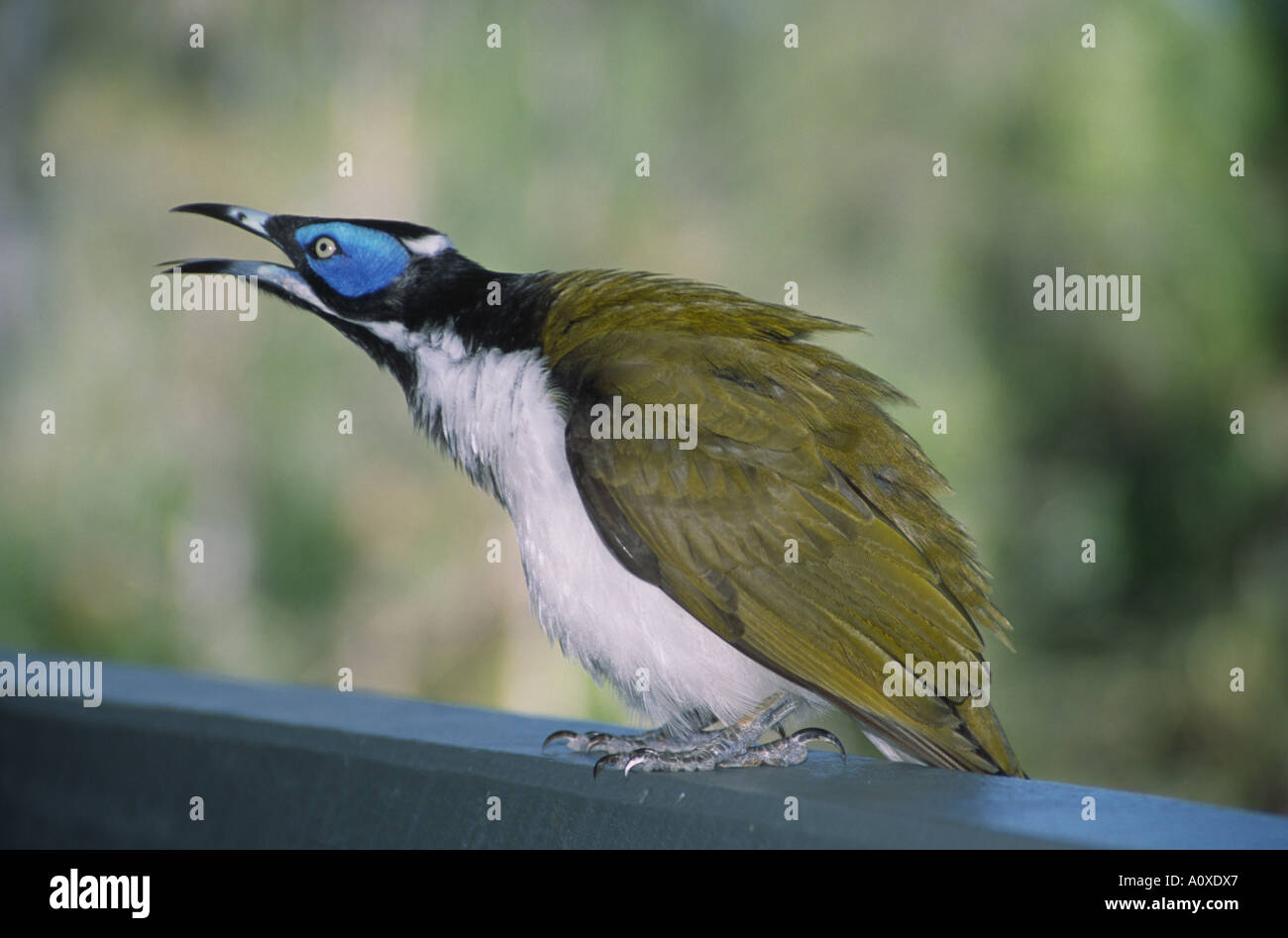 An angry Australian blue faced honeyeater visits an outdoor cafe Stock ...