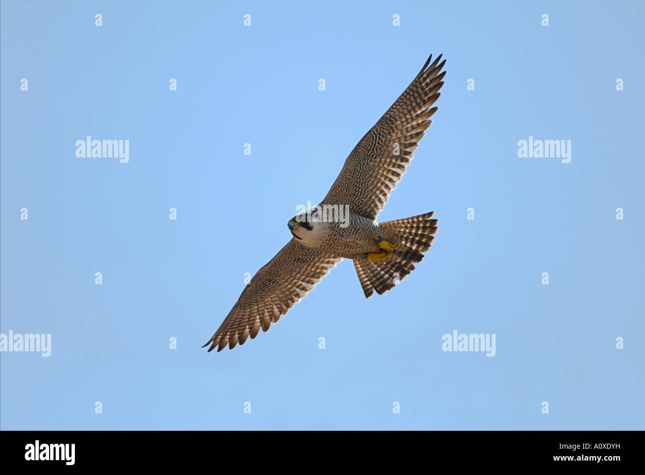 Peregrine falcon (Falco peregrinus) flying Stock Photo - Alamy