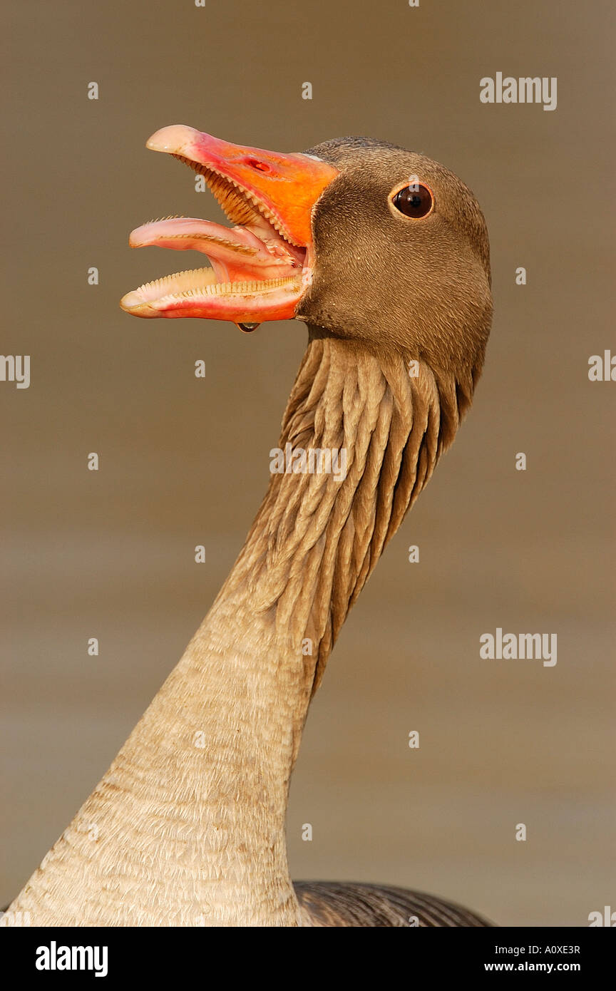 Greylag Goose (Anser anser) spitting Portrait Stock Photo - Alamy
