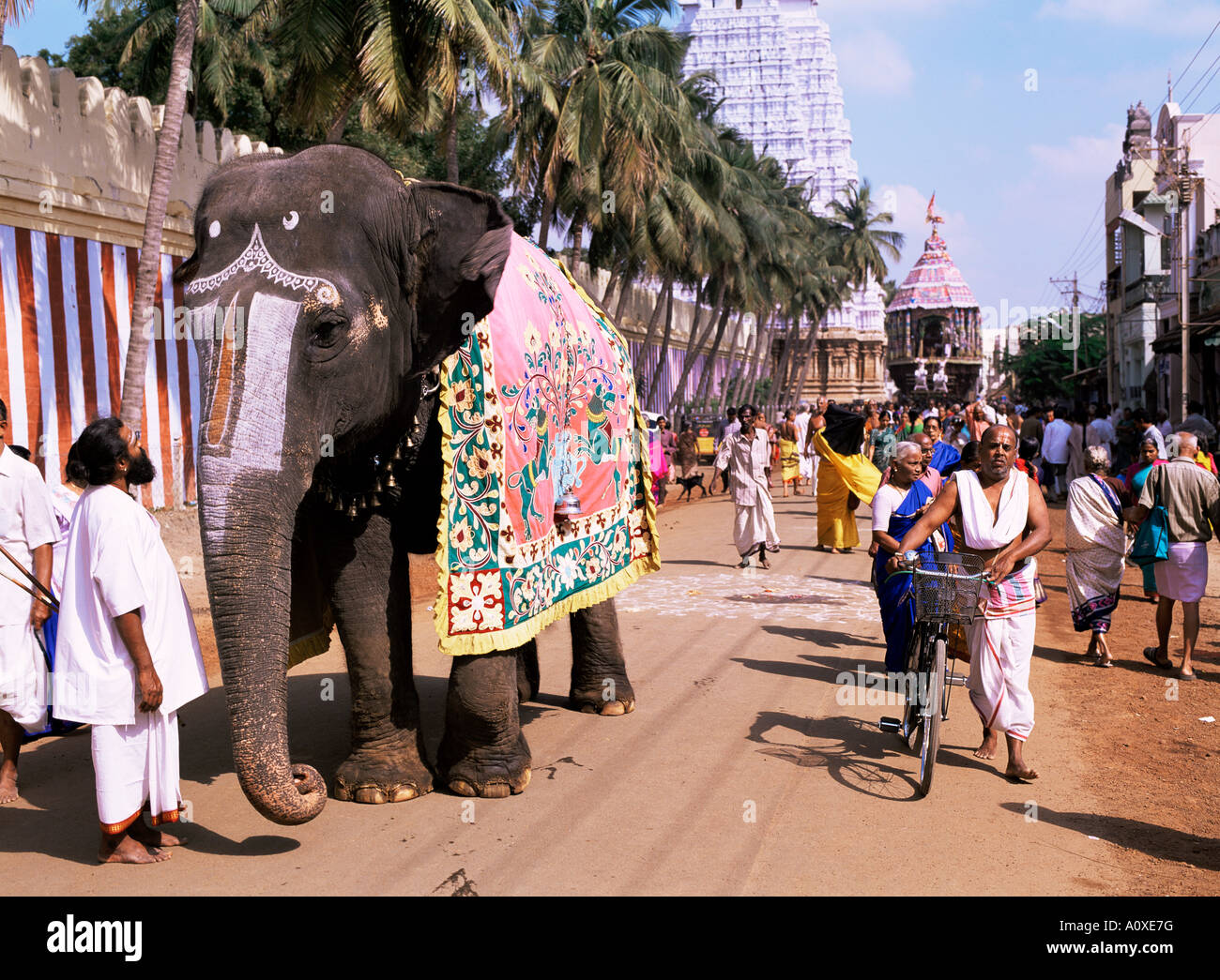 An elephant leads procession of huge chariot outside Sri ...