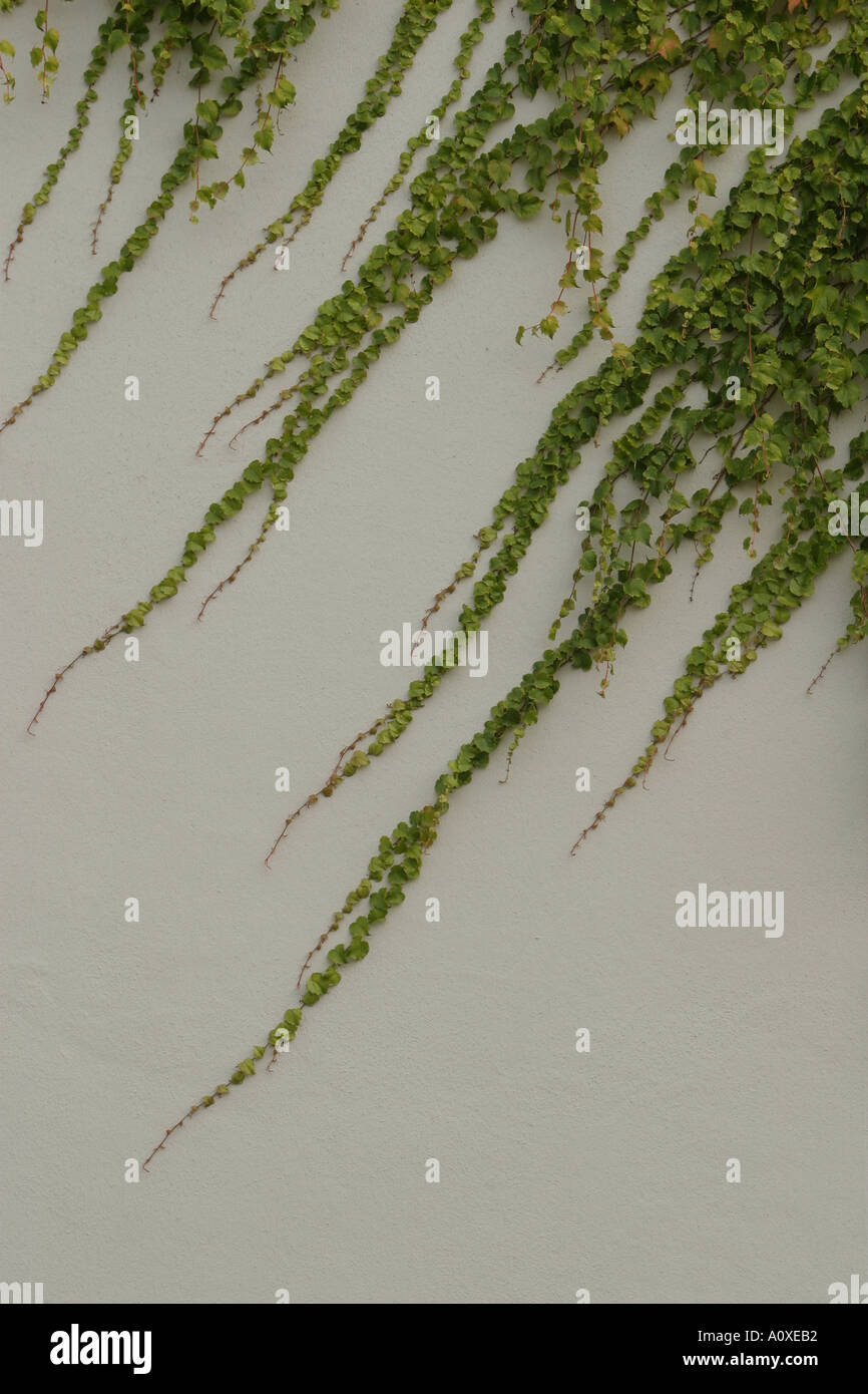 Vine stuck hi-res stock photography and images - Alamy