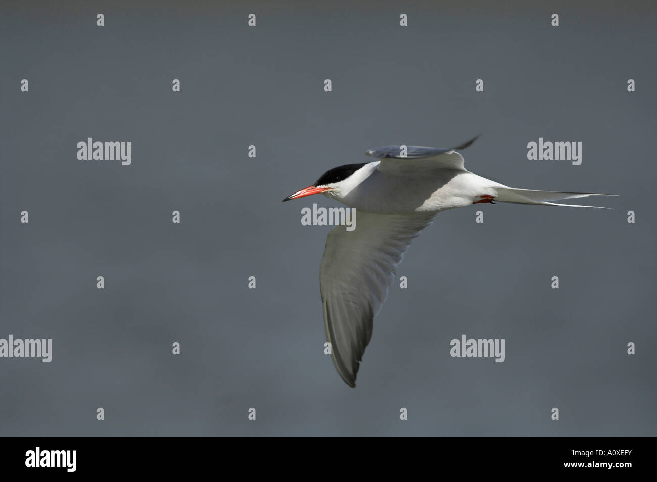 Common Tern (Sterna hirundo Stock Photo - Alamy
