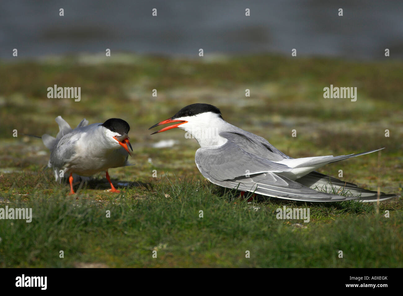 Common Tern (Sterna hirundo Stock Photo - Alamy