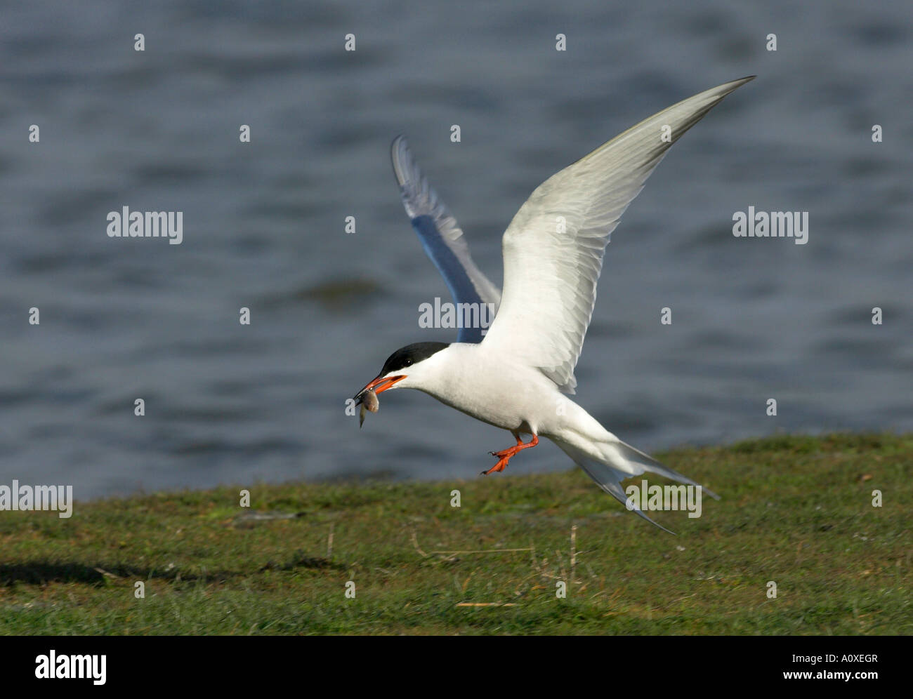 Common Tern (Sterna hirundo Stock Photo - Alamy
