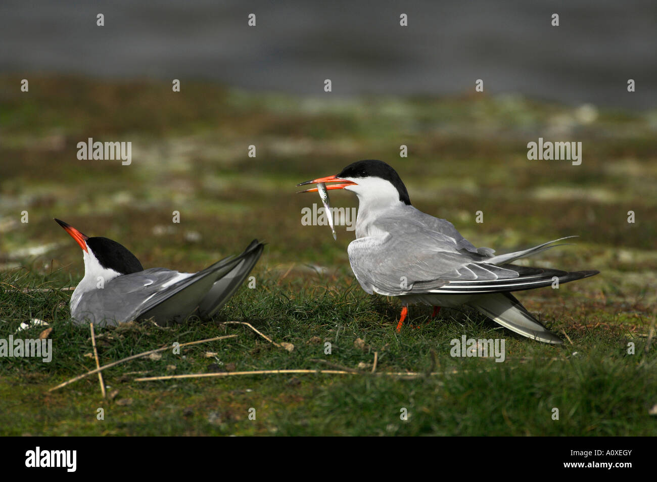 Common Tern (Sterna hirundo Stock Photo - Alamy