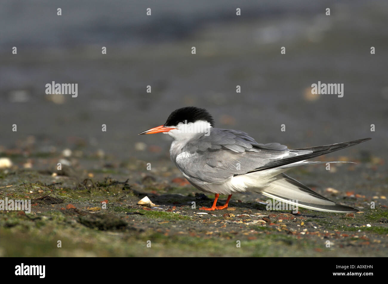Common Tern (Sterna hirundo Stock Photo - Alamy