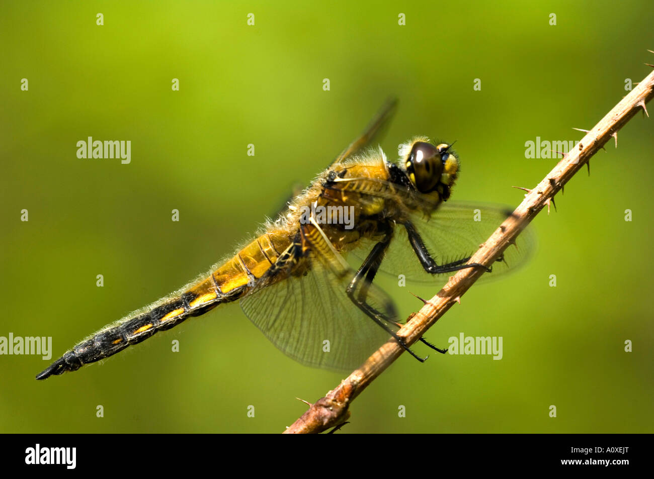 Four-spotted Libellula (Libellula quadrimaculata Stock Photo - Alamy