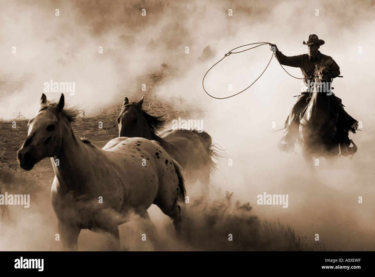 Hooves & Dust series #7. September 2005. Cowboy driving horses Stock ...