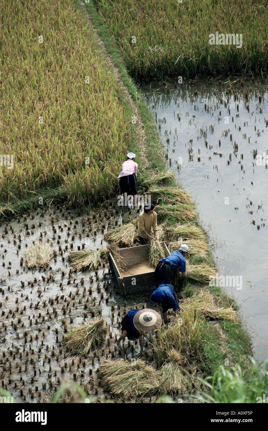 Harvesteing rice South Guizhou China Asia Stock Photo - Alamy