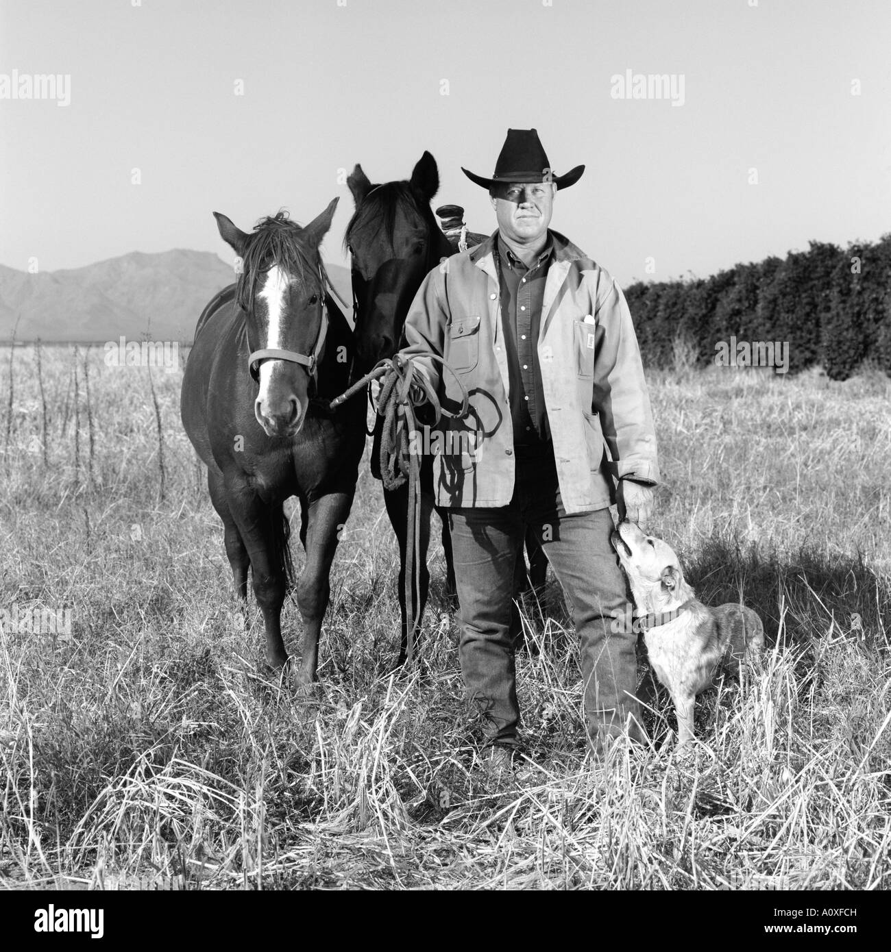 Horses dog hi-res stock photography and images - Alamy