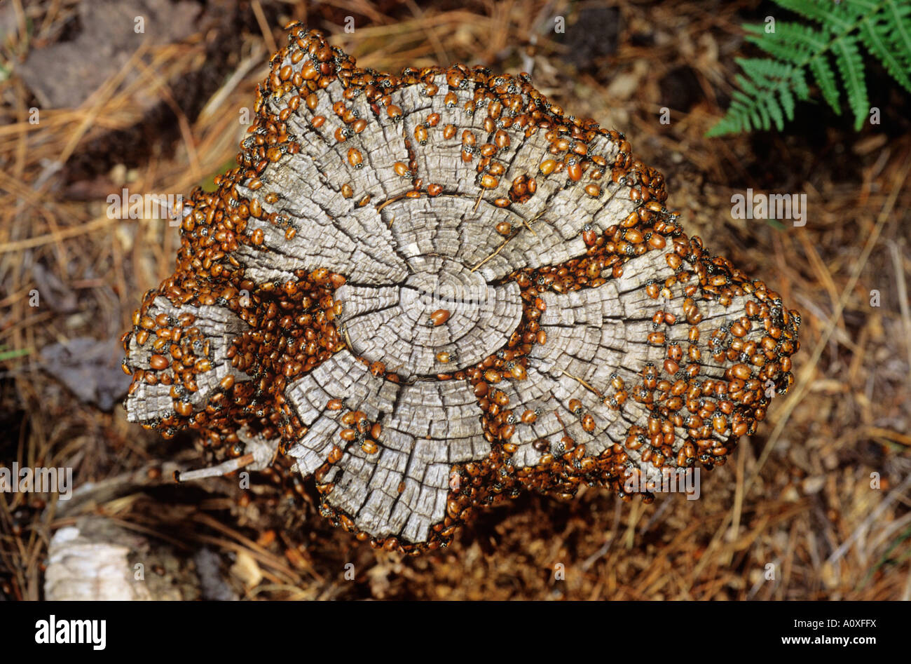 Lady bug colony hi-res stock photography and images - Alamy