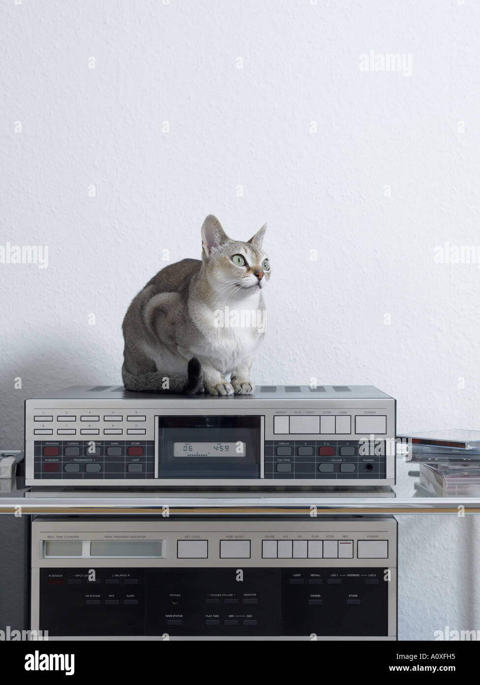 Cat sitting on a stereo Stock Photo - Alamy