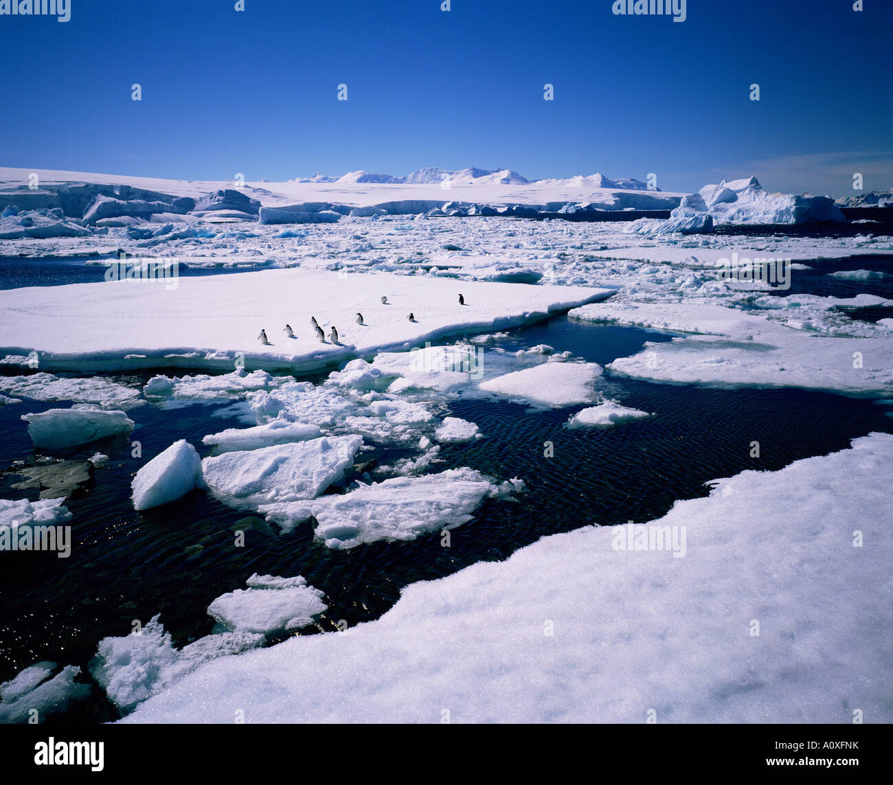 Adelie penguins on ice floe west coast Antarctic Peninsula Antarctica ...