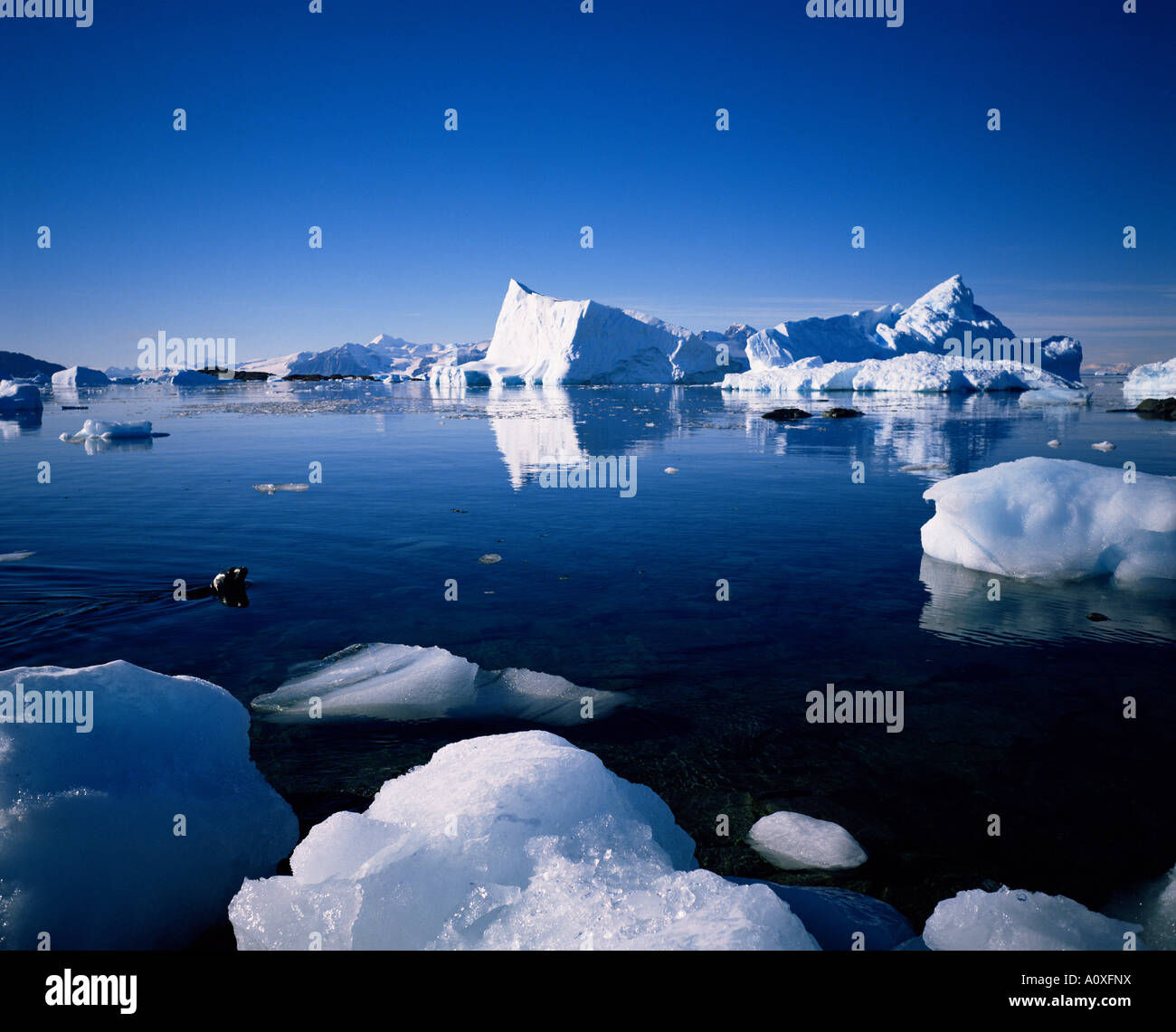 Ice scenery and seal Antarctica Polar Regions Stock Photo - Alamy