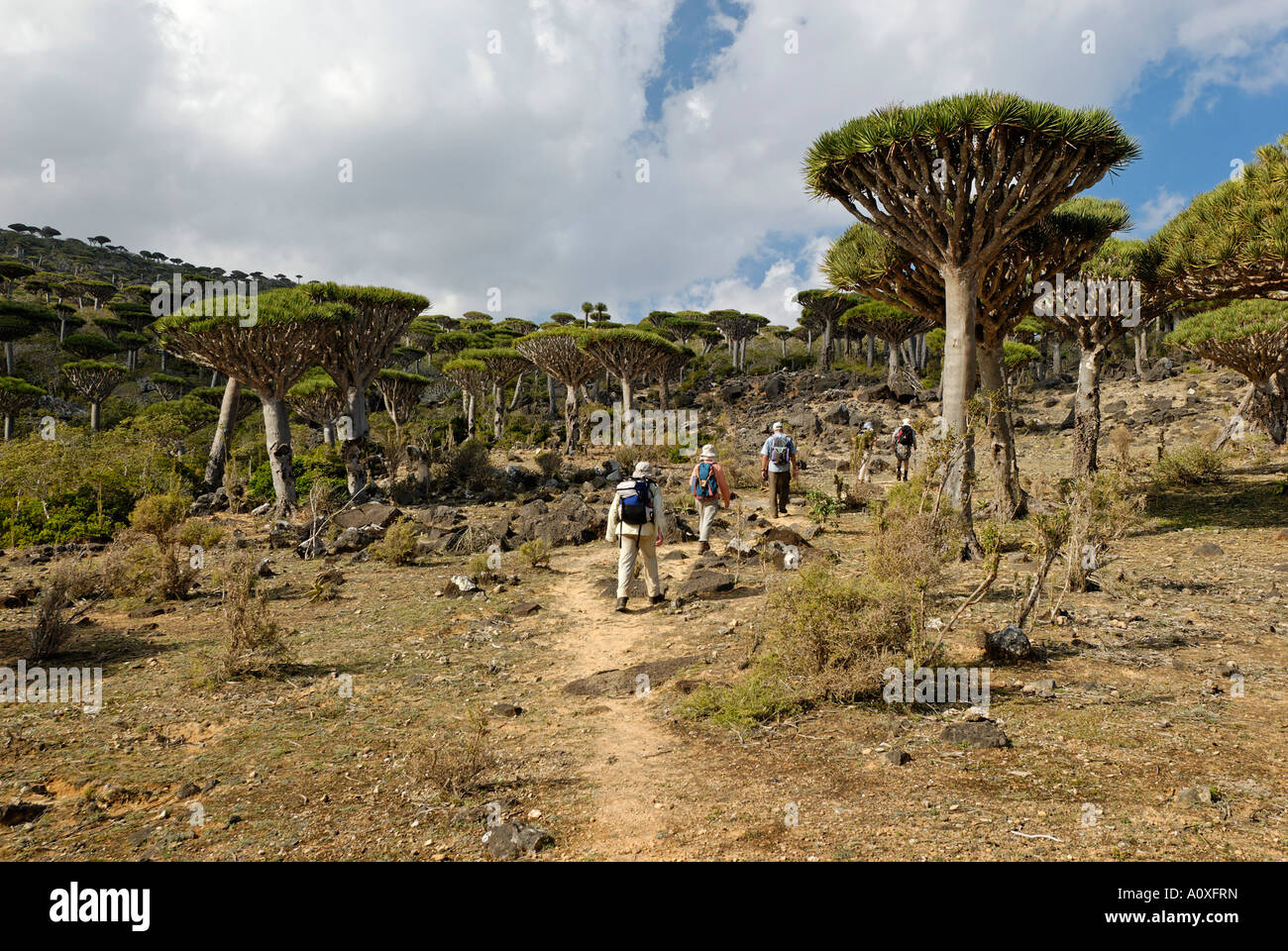 Dragon´s Blood Tree on Socotra island, UNESCO World Heritage Site ...