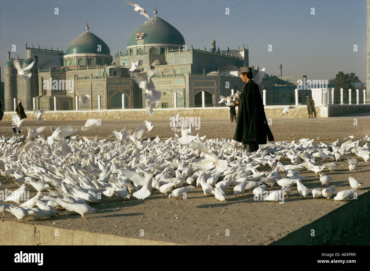 Pigeons at the mosque and shrine of Ali Mazar i Sharif Afghanistan Asia ...