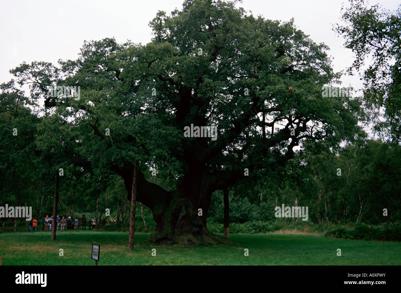 Great oak sherwood forest hi-res stock photography and images - Alamy