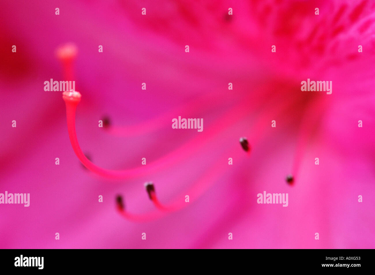 Flower stamens Devon Stock Photo - Alamy