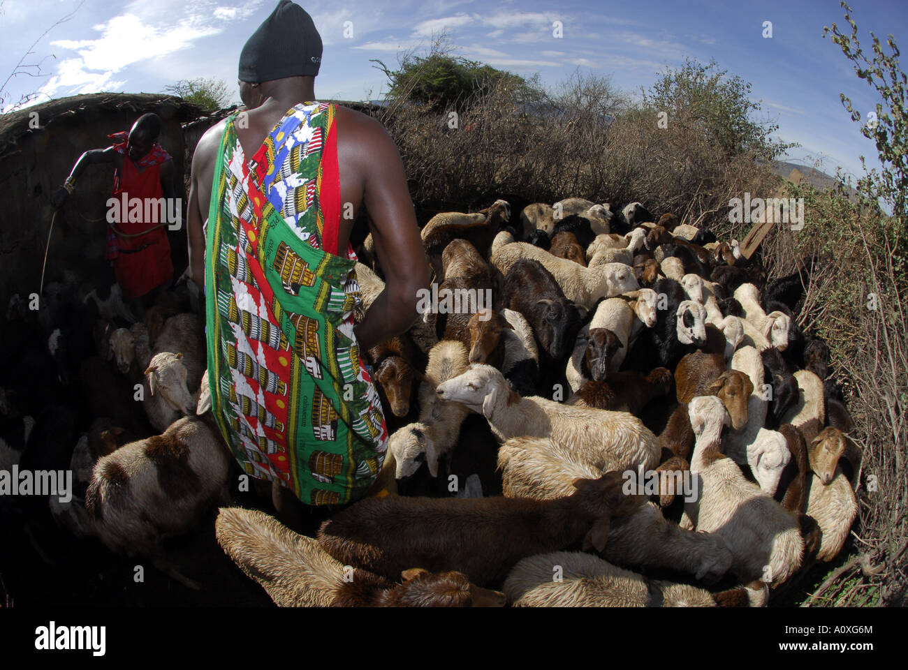 The animals like the goat and the cow are the most important possesions ...