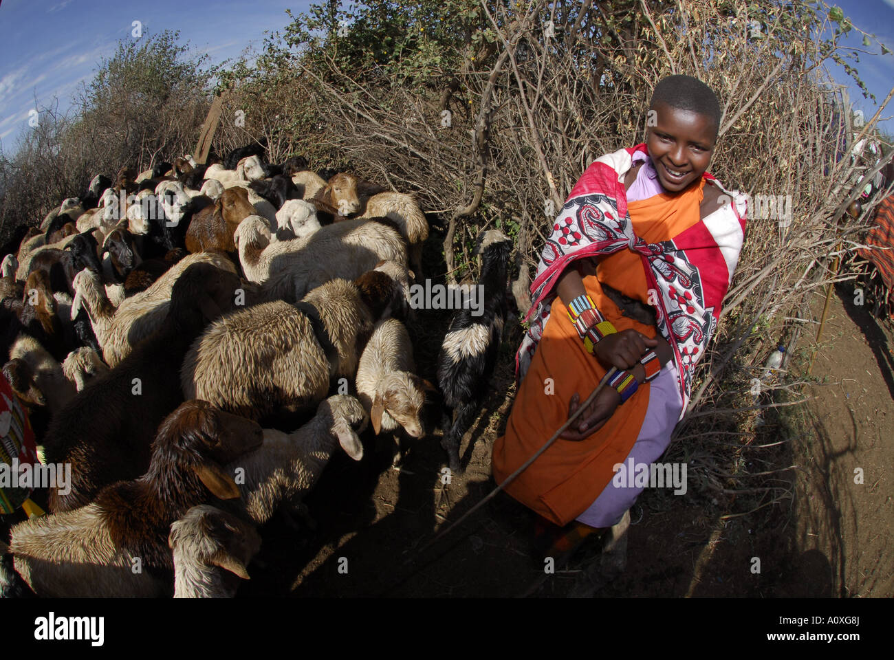 The animals like the goat and the cow are the most important possesions ...