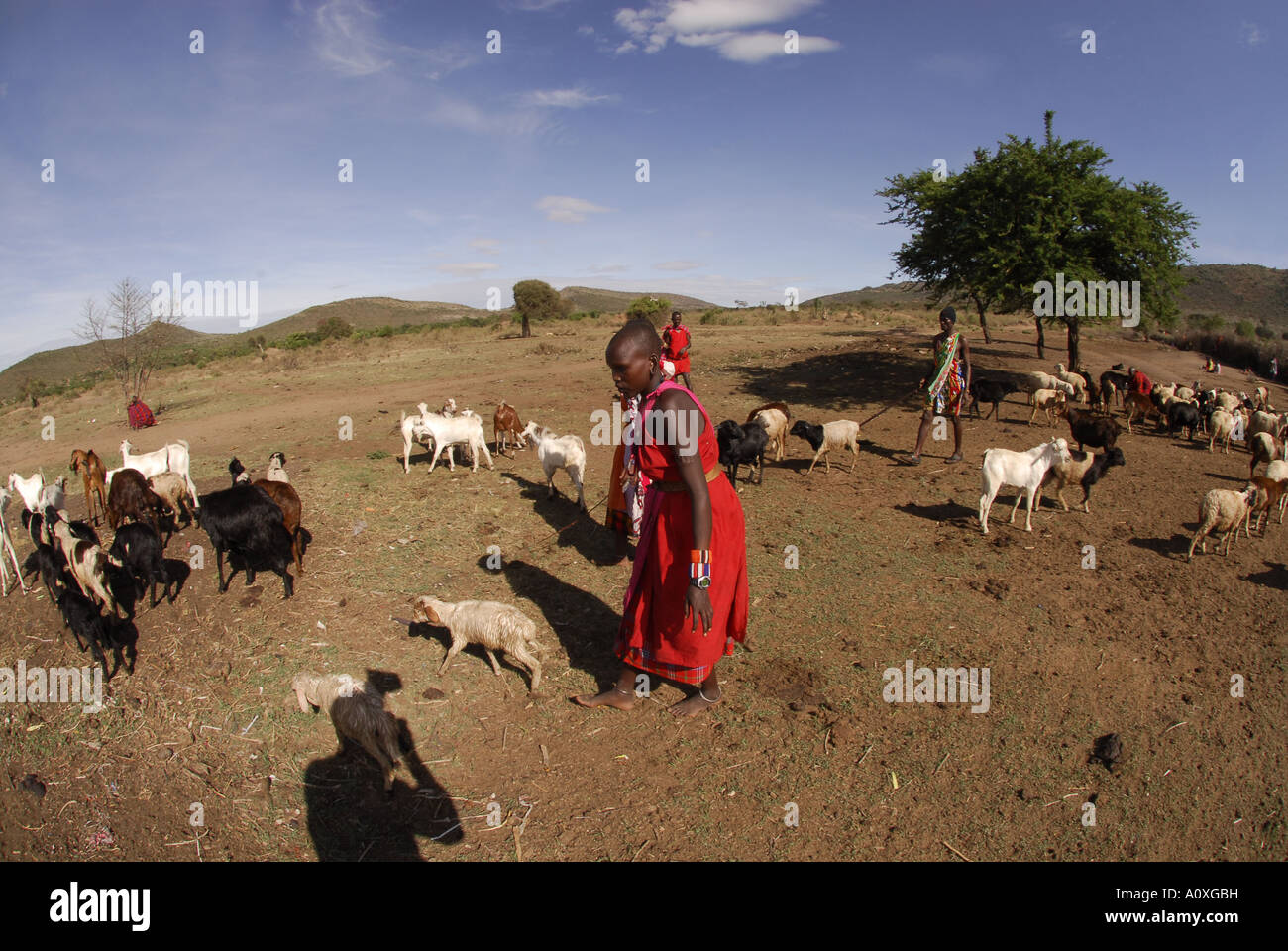 The animals like the goat and the cow are the most important possesions ...