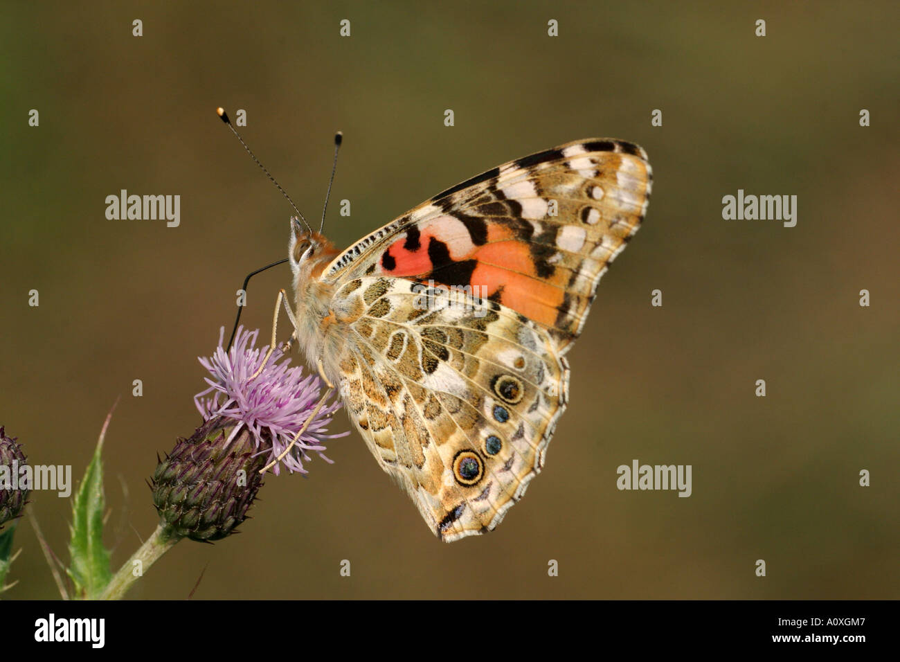 Painted Lady butterfly Vanessa cardui Stock Photo - Alamy