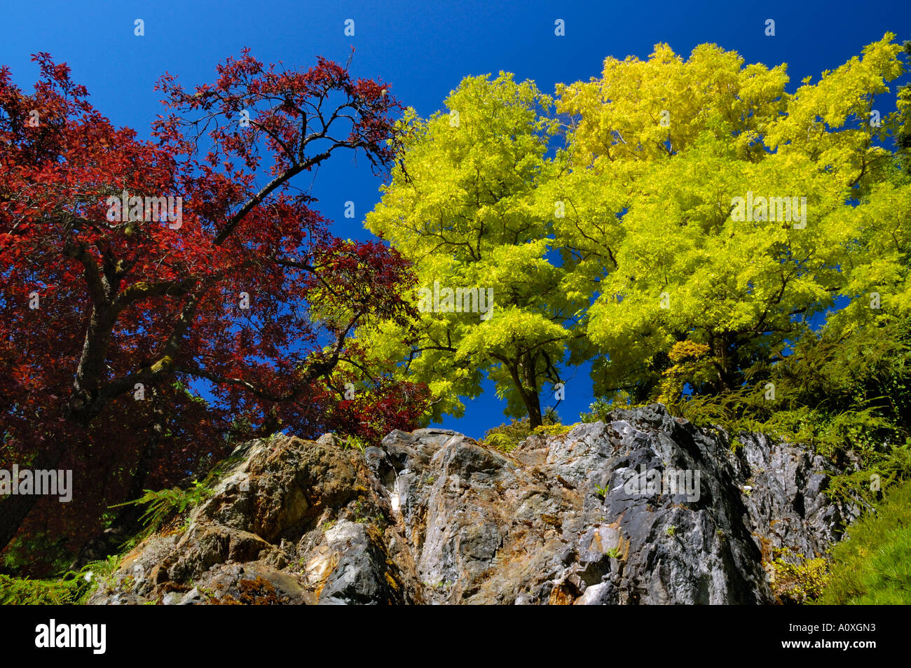 golden Black locust tree with purple beech and rock Butchart Botanical ...