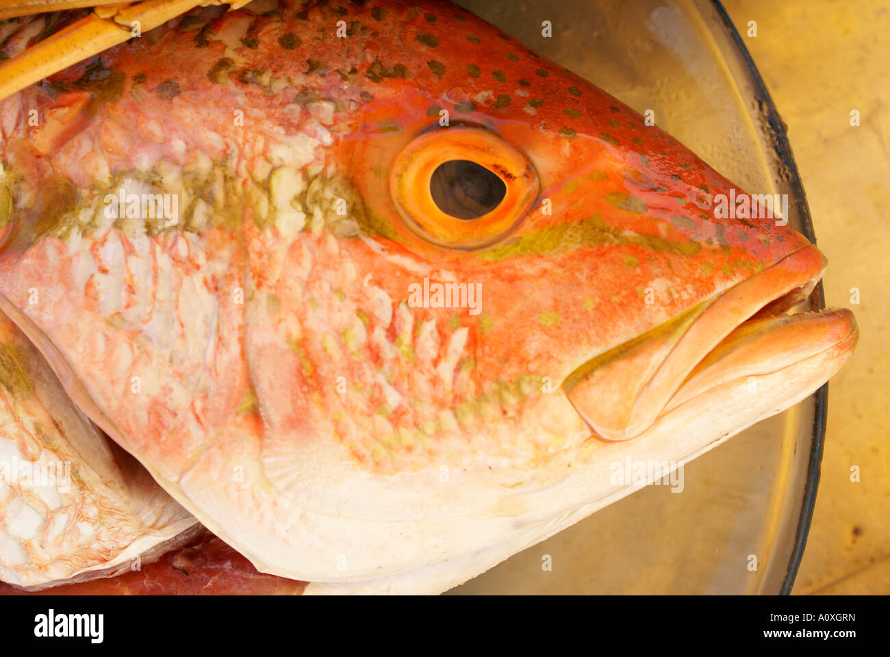 Head of a reddish fish on a plate Stock Photo - Alamy