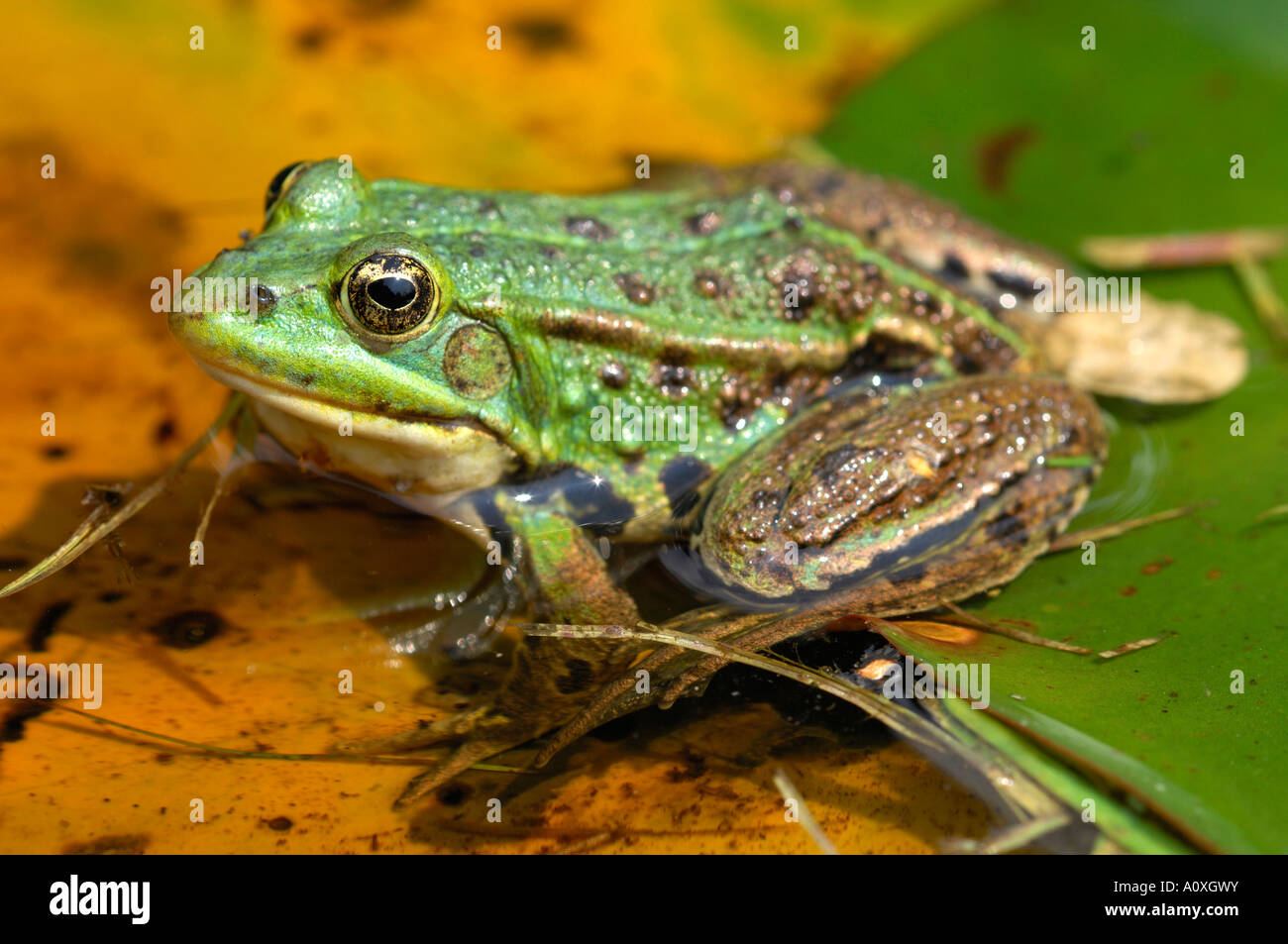 Edible frog (Rana esculenta Stock Photo - Alamy