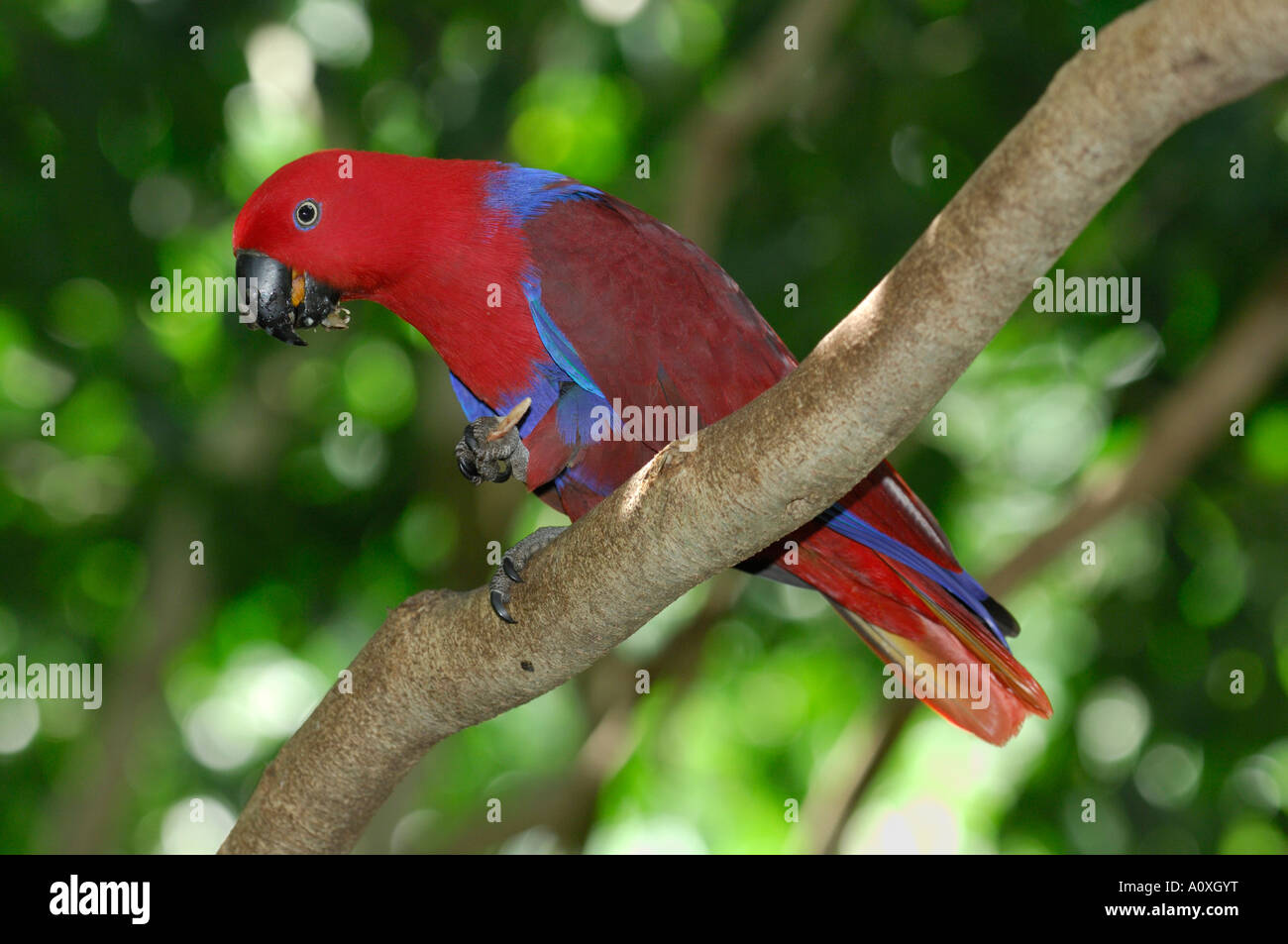 New Guinea Red-sided Eclectus Parrot (Eclectus roratus polychloros ...